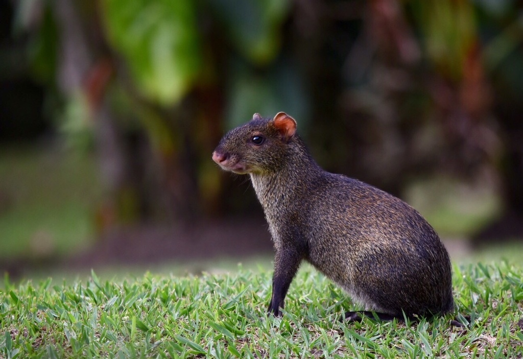 Central American Agouti (Dasyprocta punctata) - Know Your Mammals