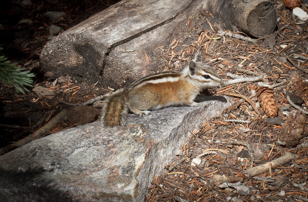 Uinta Chipmunk from great basin national park nevada on July 17, 2012 ...