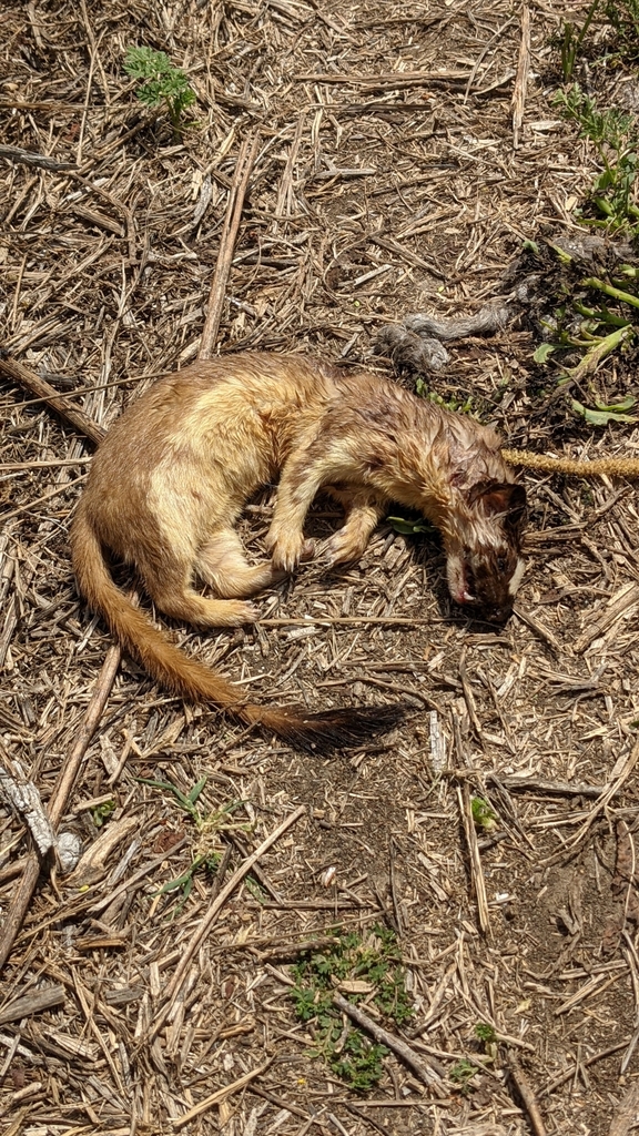 Long-tailed Weasel from Irvine, CA 92612, USA on April 15, 2021 at 12: ...