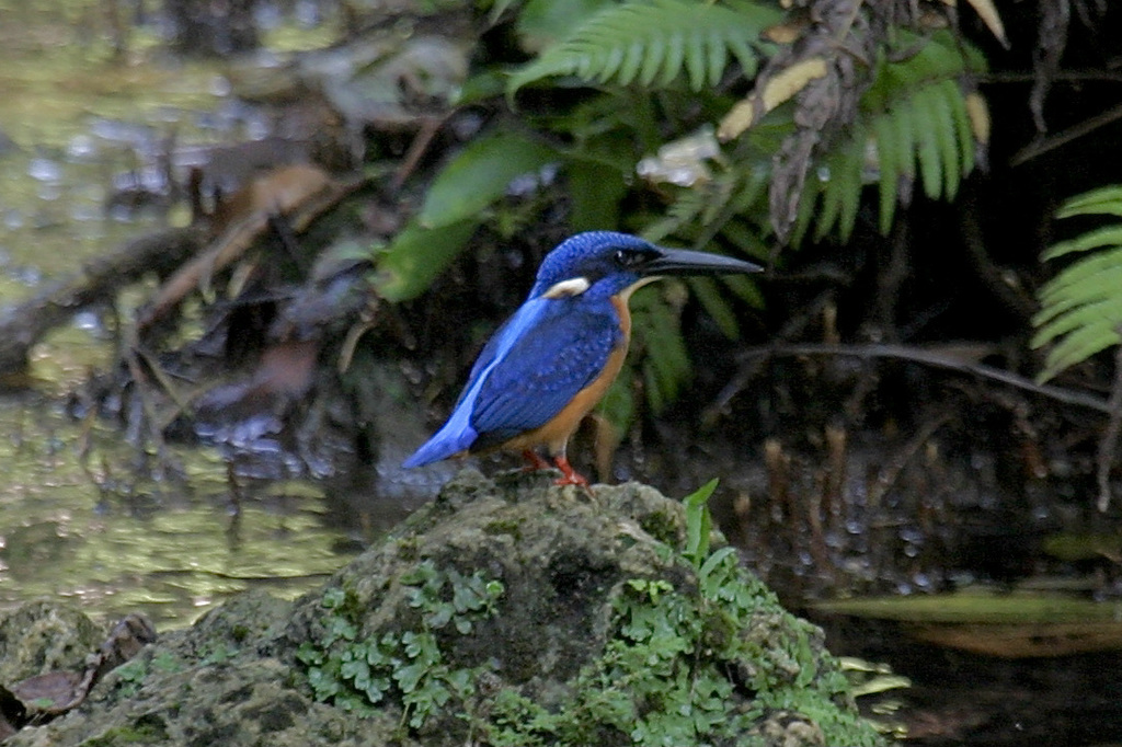 Common Kingfisher (Solomon Islands) from Honiara, Solomon Islands on ...