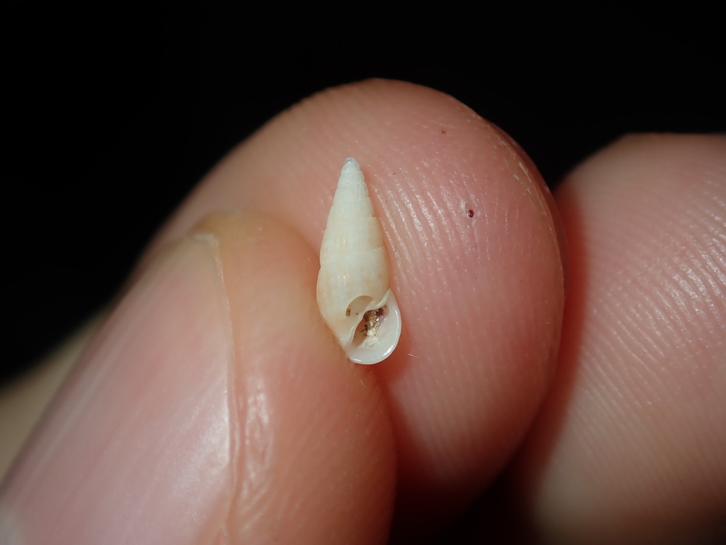 Rissoina cretacea (Marine invertebrates of Randwick costal area: Coogee ...