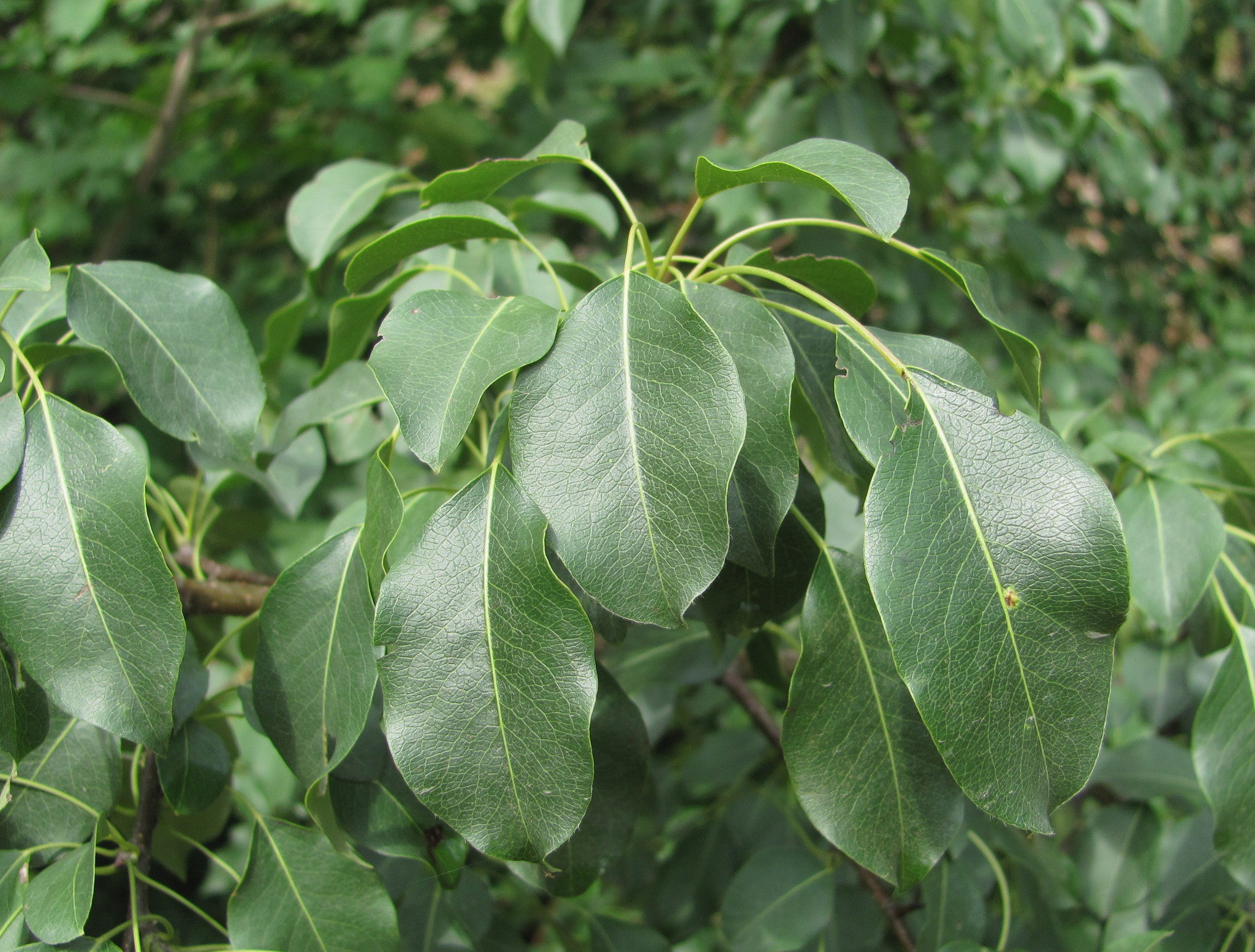 Pyrus communis subsp. caucasica (Fed.) Browicz