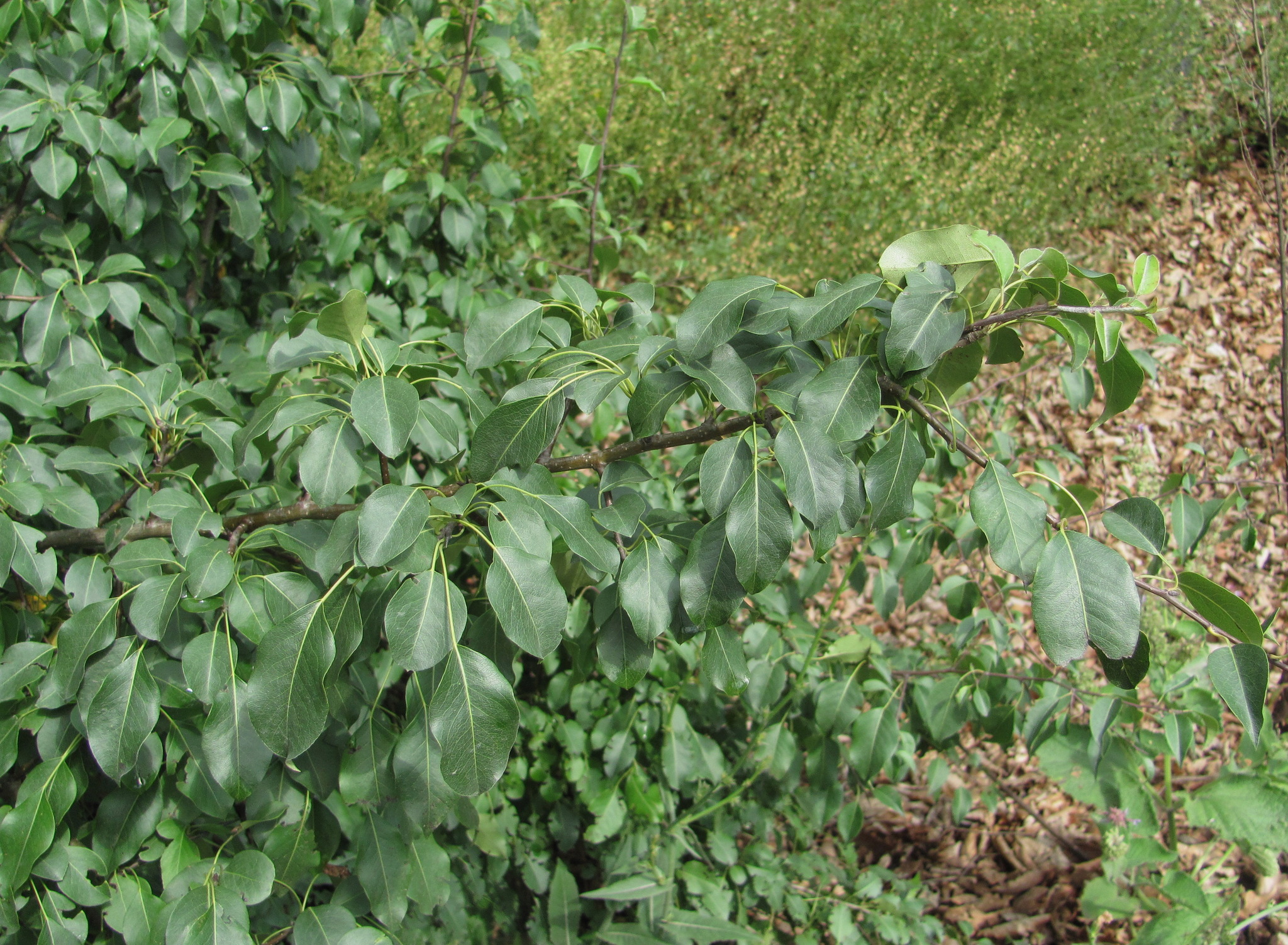 Pyrus communis subsp. caucasica (Fed.) Browicz