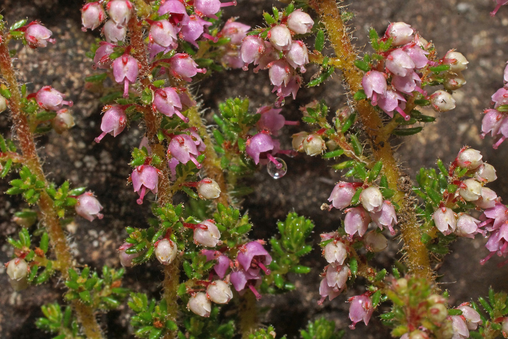 Erica woodii platyura from Garden Castle Nature Reserve, Underberg ...