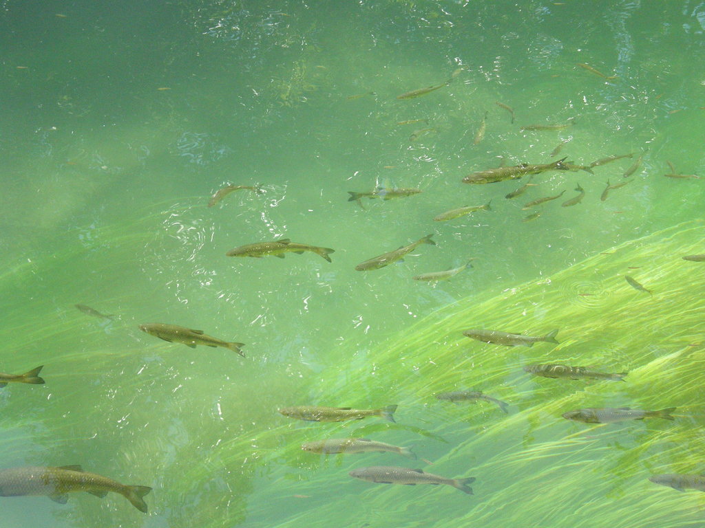 Squalius in August 2016 by Nuno Veríssimo P. · iNaturalist