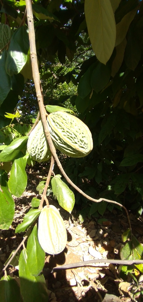 Mocambo tree from Ayutla de los Libres on September 8, 2021 at 10:38 AM ...