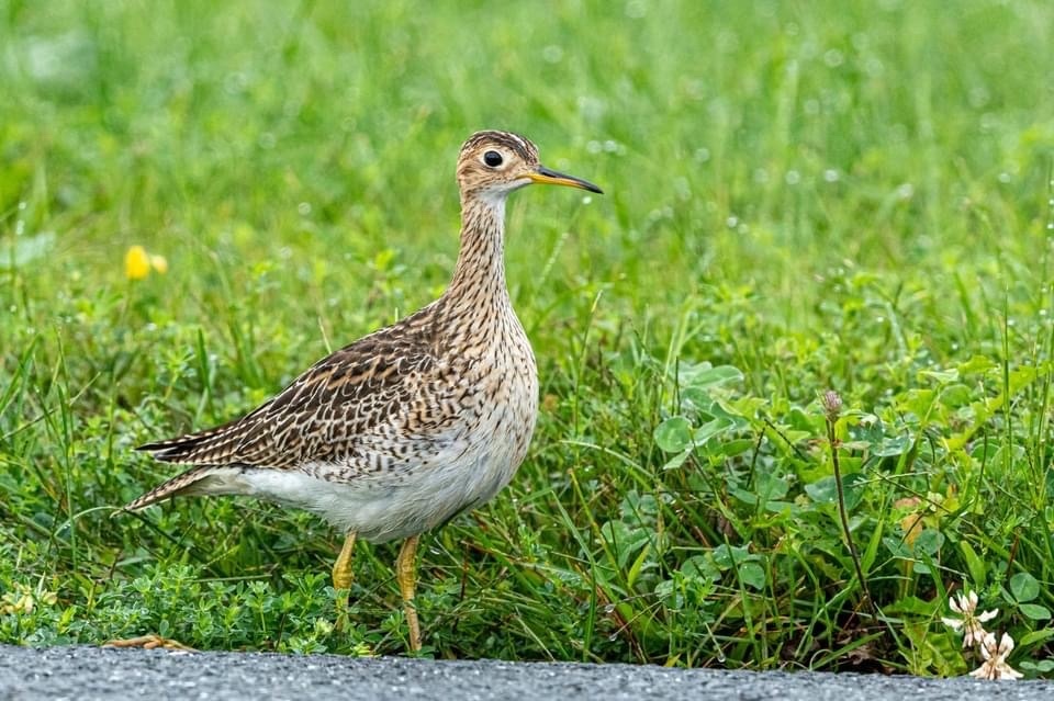 Upland Sandpiper (Seney National Wildlife Refuge) · iNaturalist