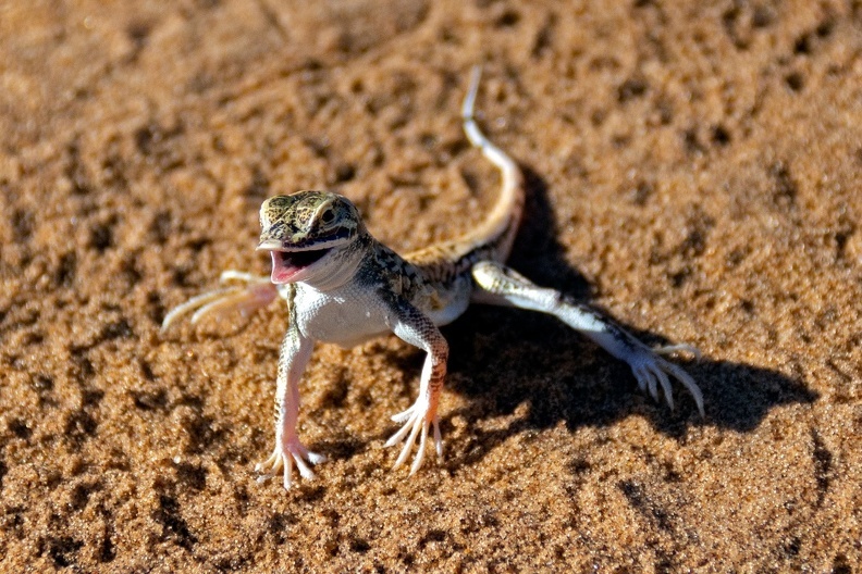 Meroles anchietae (Bocage, 1867)