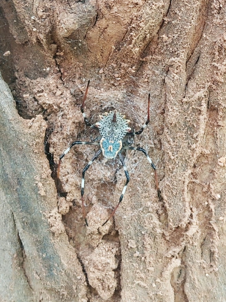 Ornamental Tree Trunk Spider from Camp Shristi on September 07, 2021 at ...