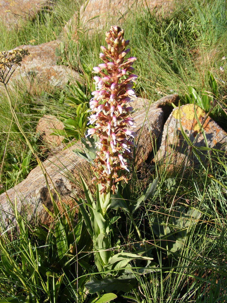 Disa klugei McMurtry