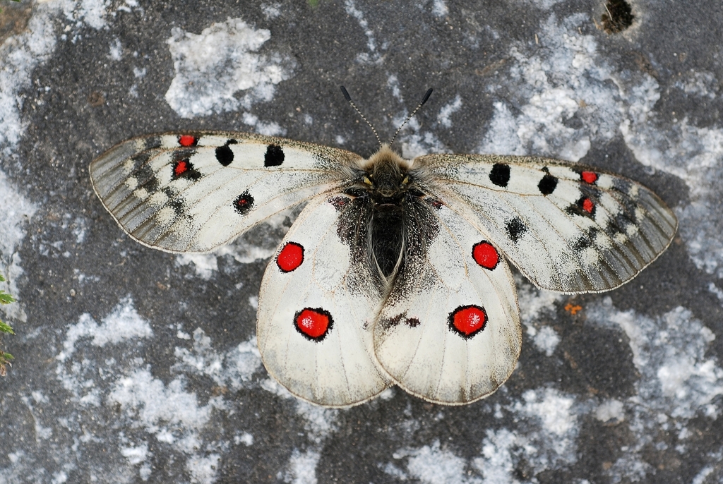 Phoebus Apollo (Parnassius phoebus) (Wildlife of the United States ...