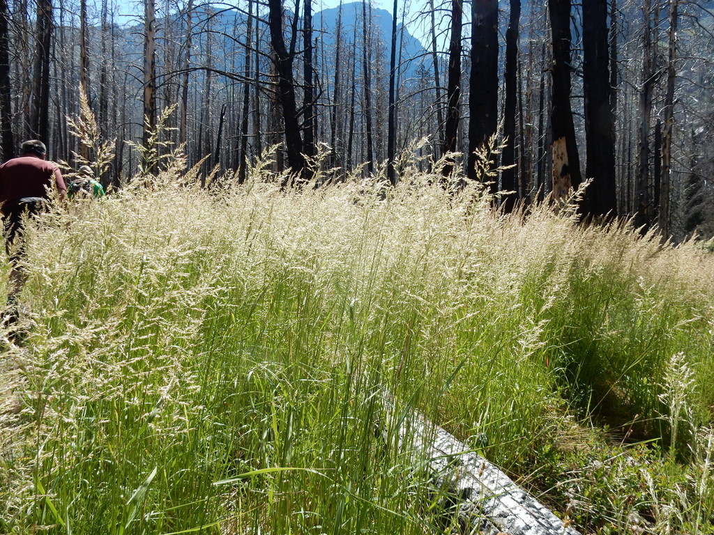 canadian bluejoint (Calamagrostis canadensis) - Botanical Realm