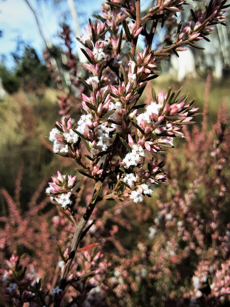 Bearded Heath from Dark Corner NSW 2795, Australia on September 9, 2021 ...