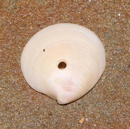 Dosinia Clam (Dosinia orbignyi) · iNaturalist