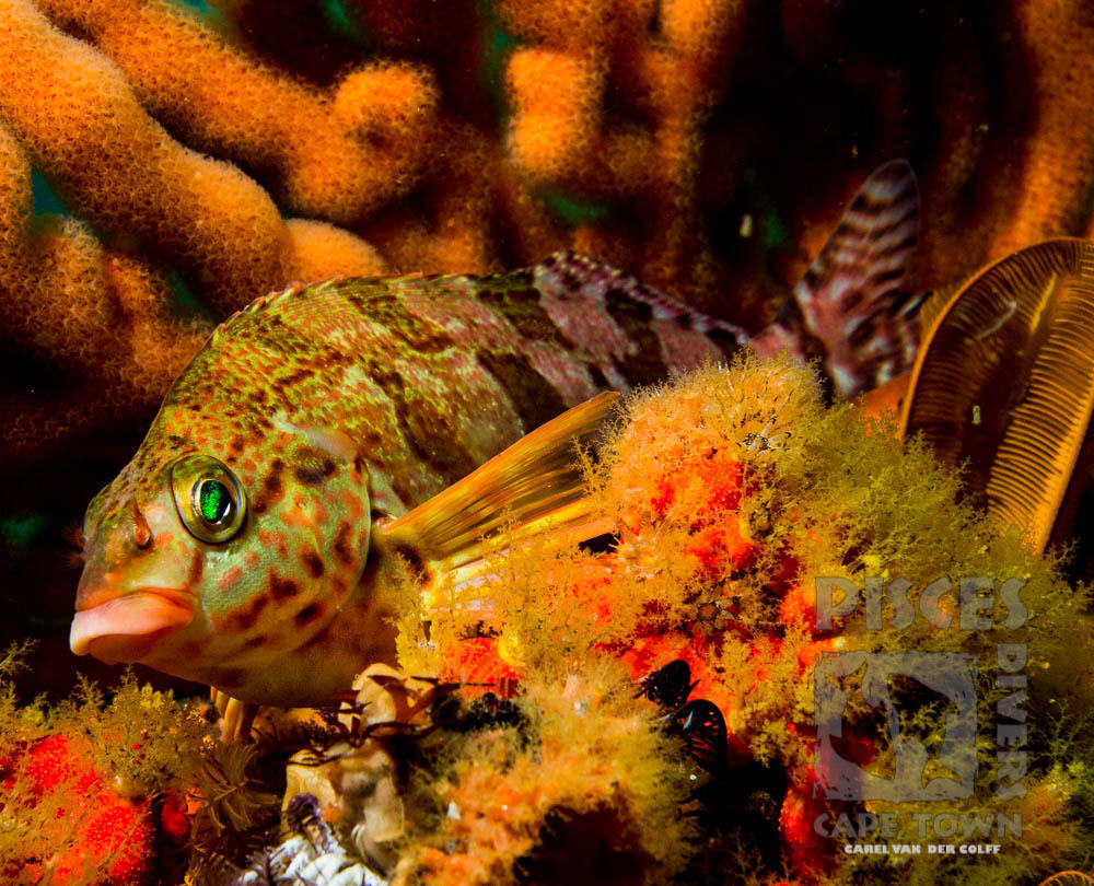 Redfingers (Cheilodactylus fasciatus) - Marine Life Identification