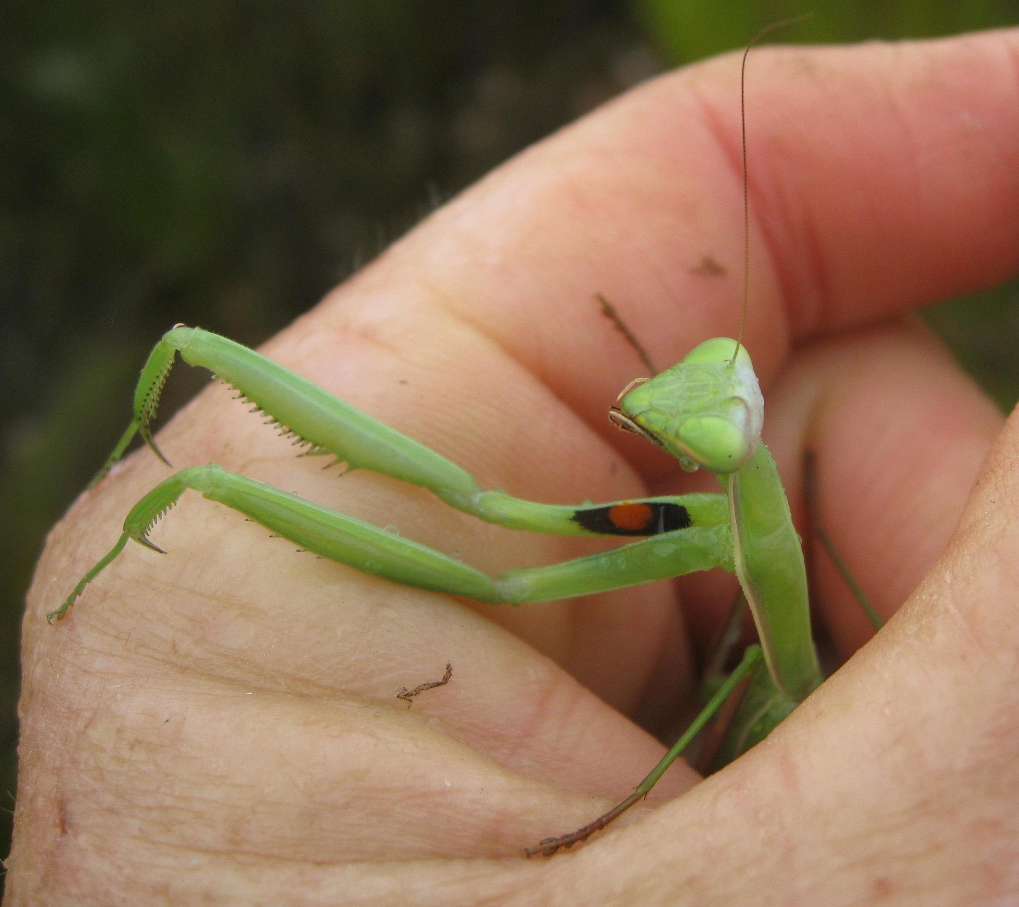 Paramantis sacra Thunberg, 1815