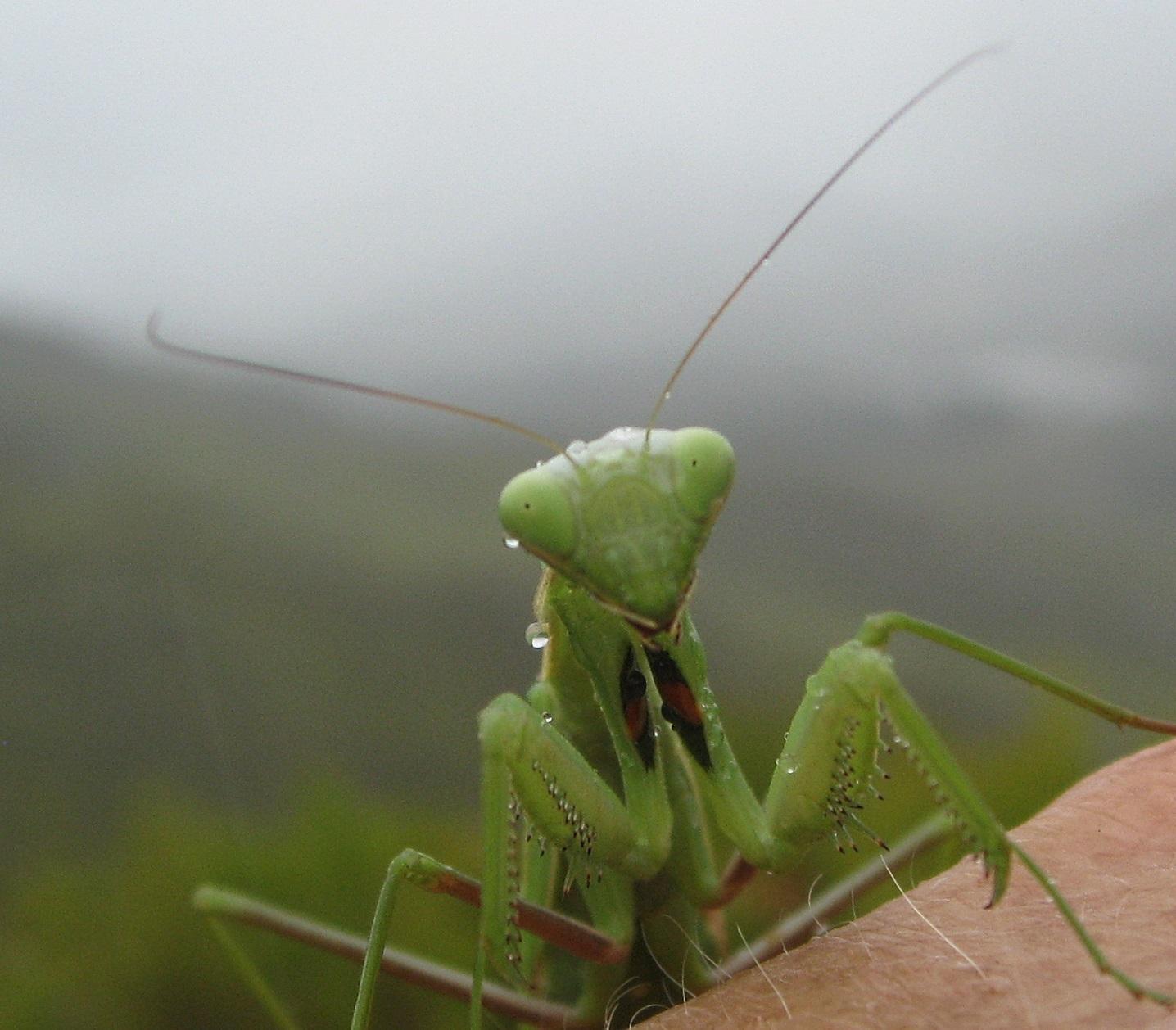 Paramantis sacra Thunberg, 1815