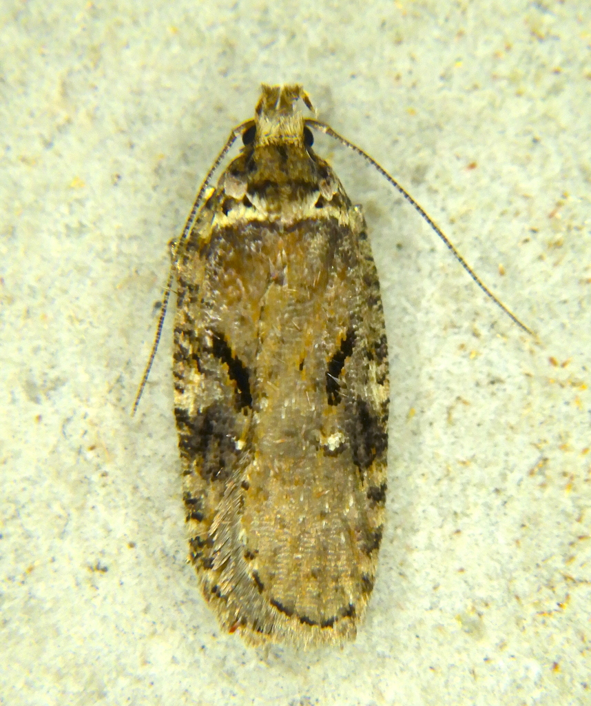 Agonopterix hyperella from Bruce County, ON, Canada on September 09 ...
