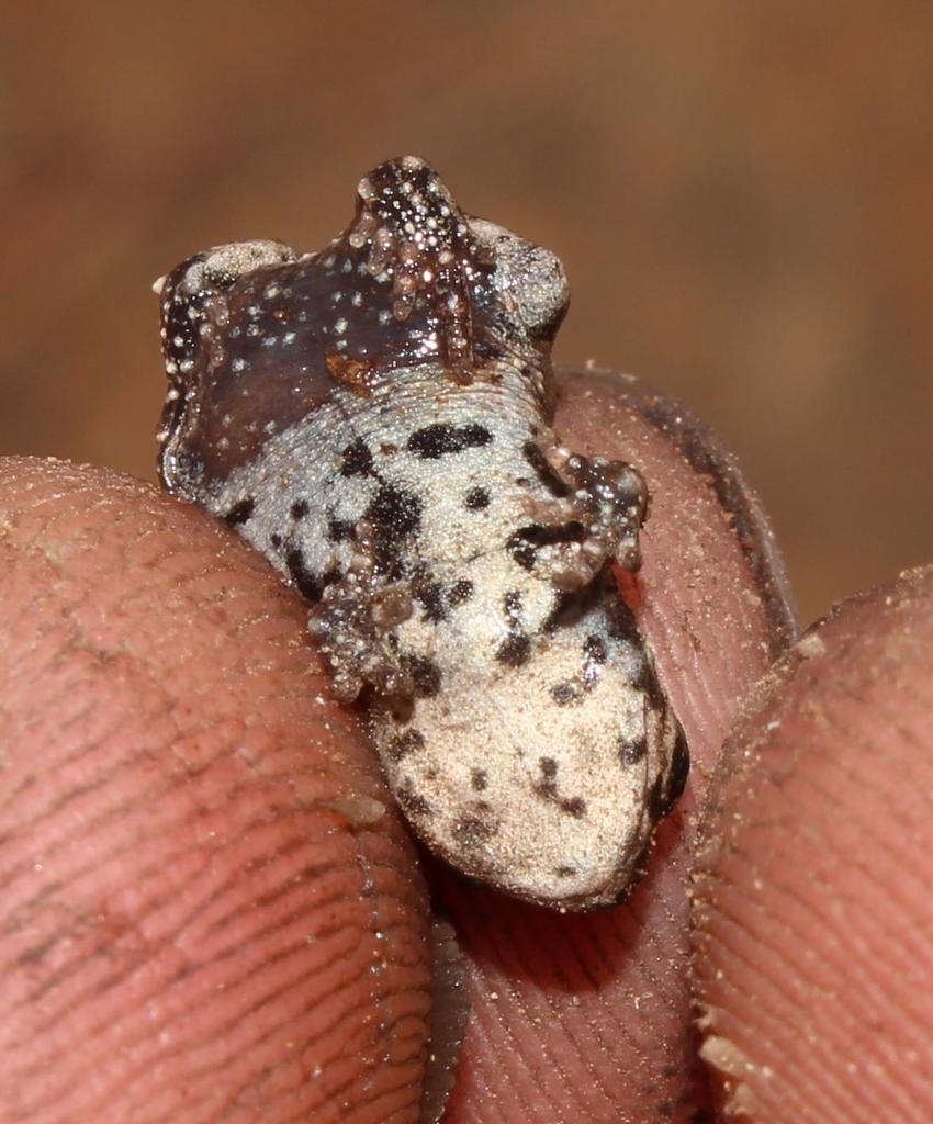 Karoo Toad from Buffelsfontein (East) on October 05, 2014 by Brian du ...