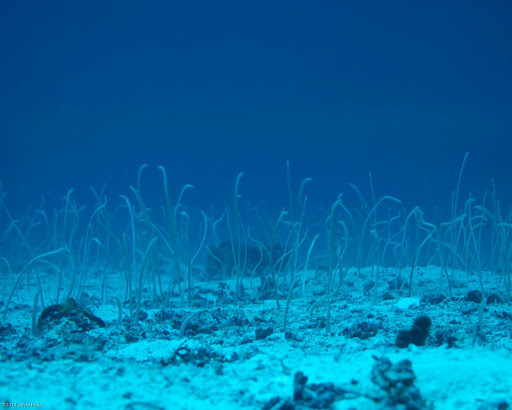 Spaghetti Garden Eel (Gorgasia maculata) - Marine Life Identification