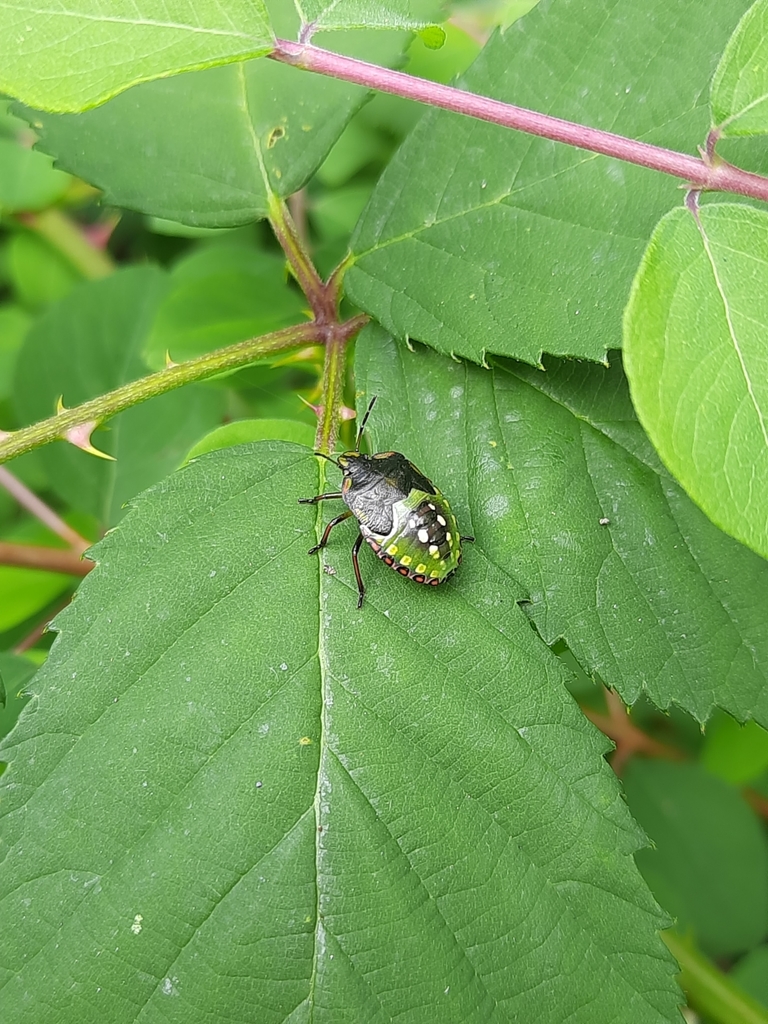 Southern Green Stink Bug from 3431 RG Nieuwegein, Nederland on ...
