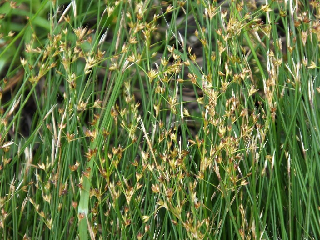 Cape Rush (Summerfield Farm, Portion 6 of Farm 290, The Craggs. Locally ...