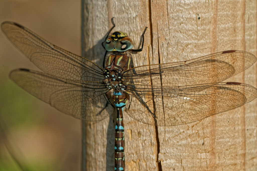 Sedge Darner from Parainen, Lemlahti, Suomi on September 9, 2021 at 05: ...