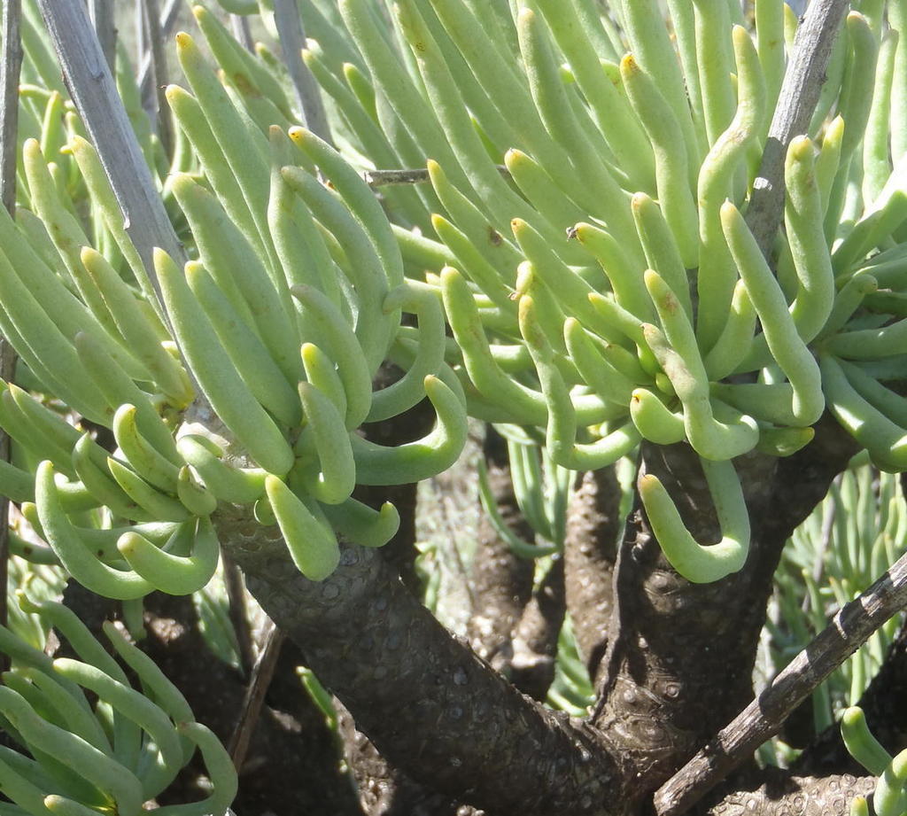 Sulphur Butterbush (Tylecodon cacalioides) - Botanical Realm
