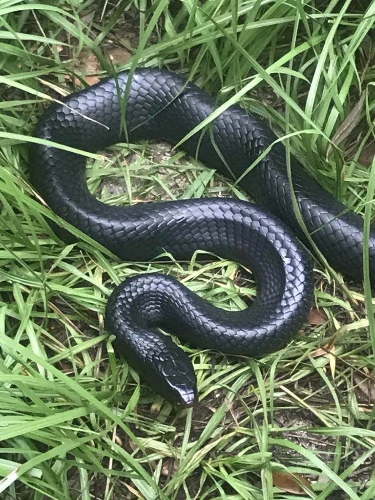 Eastern Indigo Snake in September 2021 by matblamac · iNaturalist