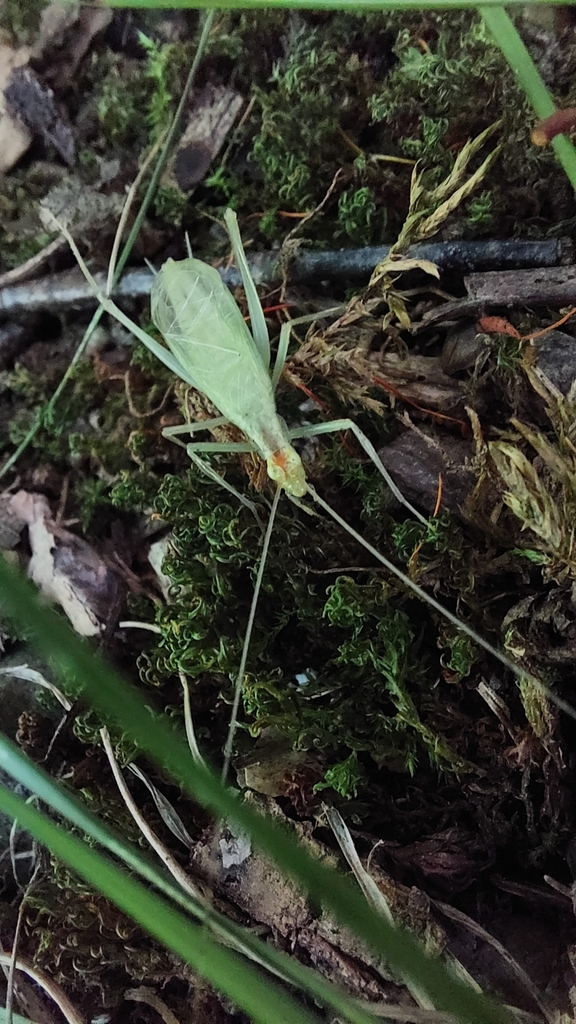 Narrow-winged Tree Cricket from Meadville, PA 16335, USA on September ...