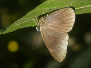 Setabis extensa · iNaturalist