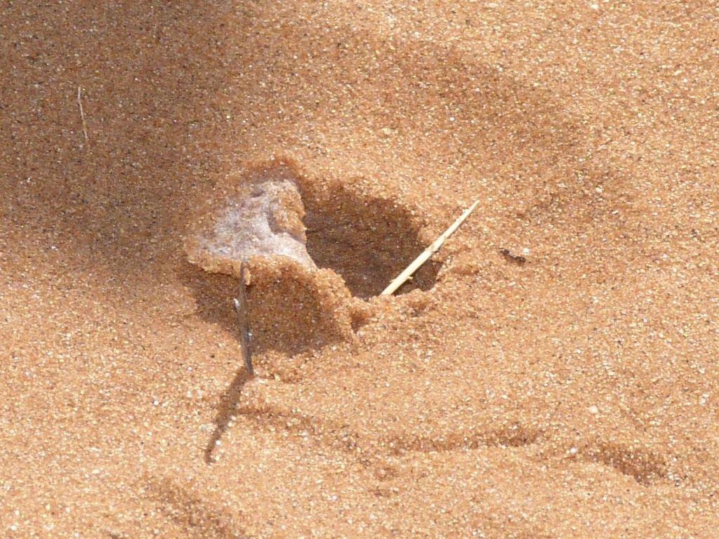 Leucorchestris from Cha-re, Namibia on July 2, 2013 by Alex Dreyer ...