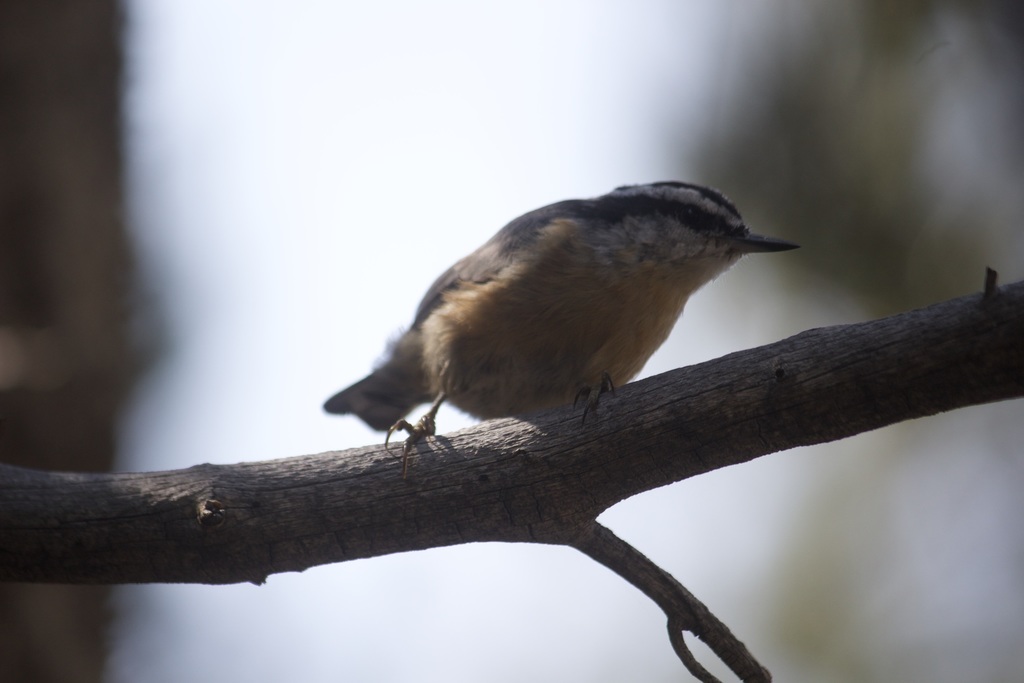 Red-breasted Nuthatch from Shadow Lake, California, USA on August 14 ...