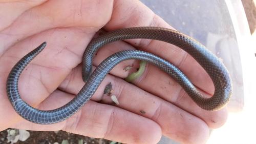 Subspecies Amblyodipsas microphthalma nigra · iNaturalist