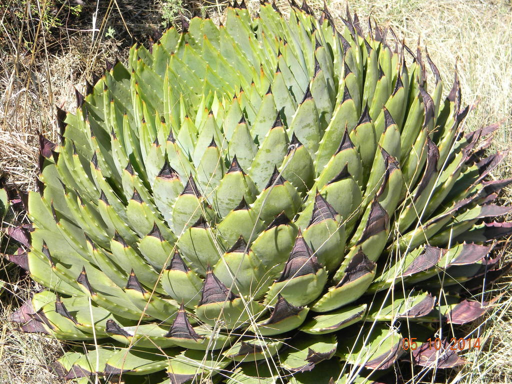 Spiral aloe from Katse Alphine Botanical Gardens Lesotho on October 5 ...