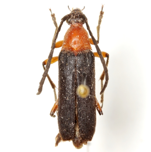 Genus Megachoriolaus · iNaturalist