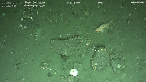 Greenstriped Rockfish (Seamounts of Canada's Large Offshore Pacific ...