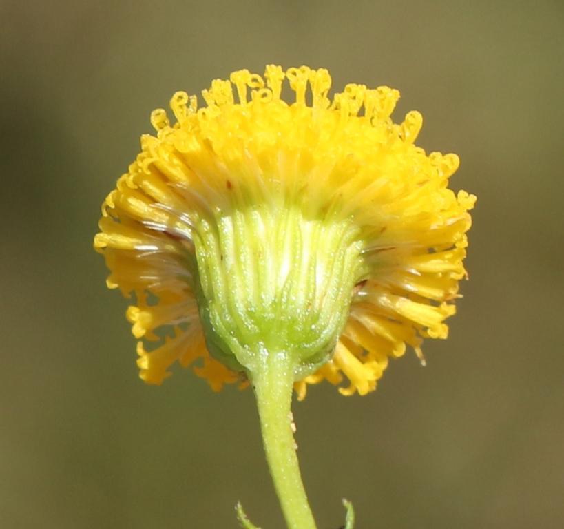 Bitterbush (Plants of the Tygerberg Nature Reserve) · iNaturalist