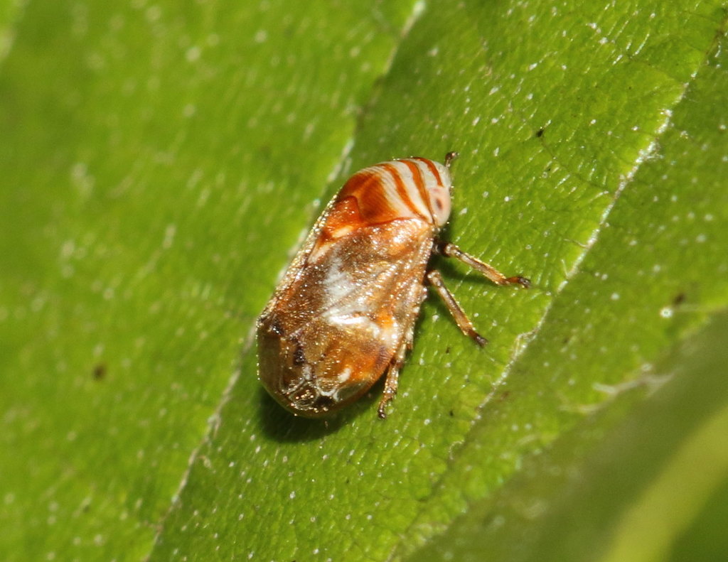 Alder Spittlebug from Mabry Mill BRP on September 08, 2021 at 01:25 PM ...