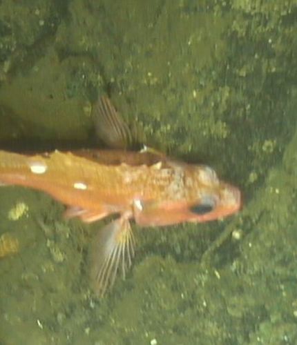 Rosethorn Rockfish (Seamounts of Canada's Large Offshore Pacific Area ...