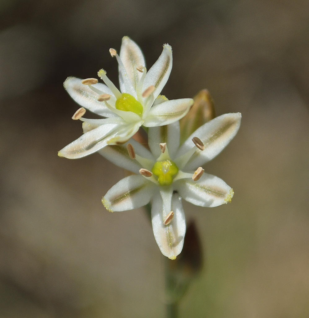 Grass-leaved Chincherinchee (Cape Bulbs 3) · iNaturalist