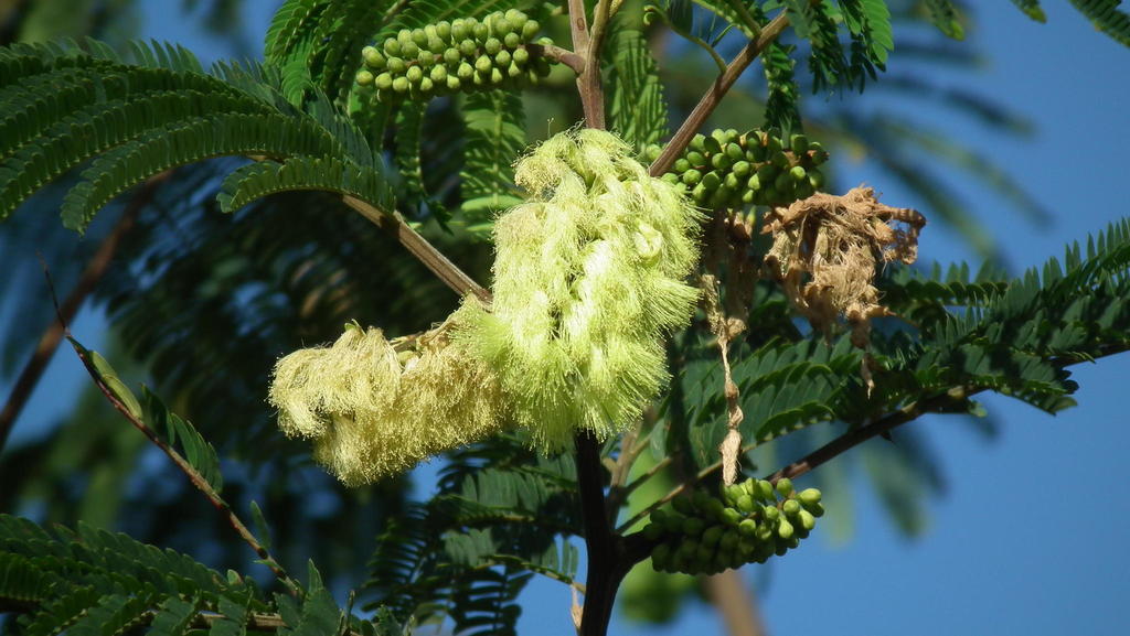 Paraserianthes lophantha lophantha (Madeira Plants Fabales ...