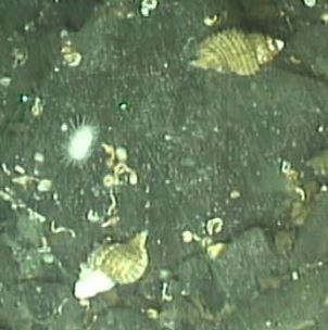 Oregon Hairy Triton (Waterways of BC's Central Coast (a MLNEP guide ...