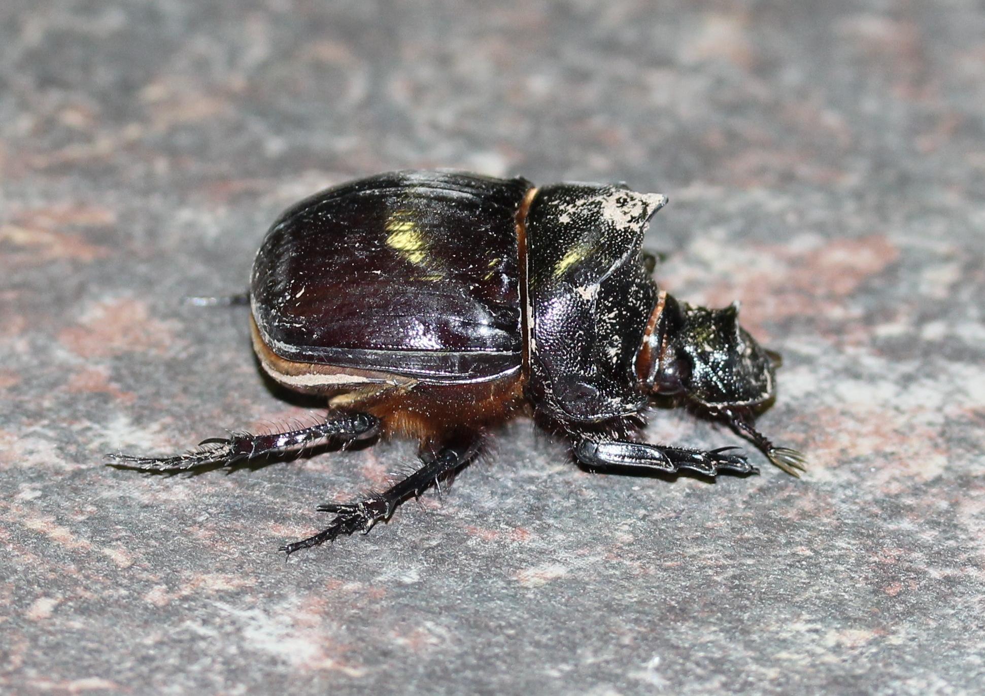 Heliocopris faunus Boheman, 1857