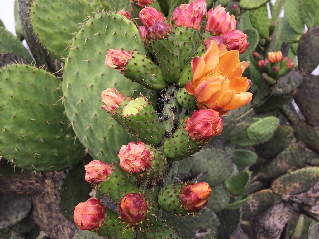 Opuntia lasiacantha from Tepelmeme Villa de Morelos, Oax., México on ...