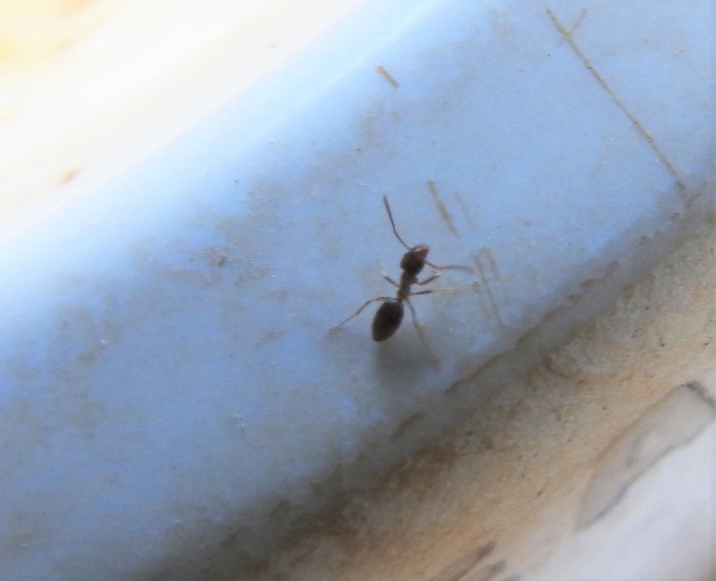 Odorous House Ant from Olivehurst, CA, USA on September 9, 2021 at 09: ...