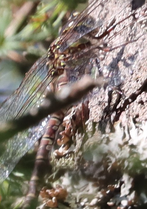 Hawkers and Typical Darners from Bruce County, ON, Canada on August 15 ...