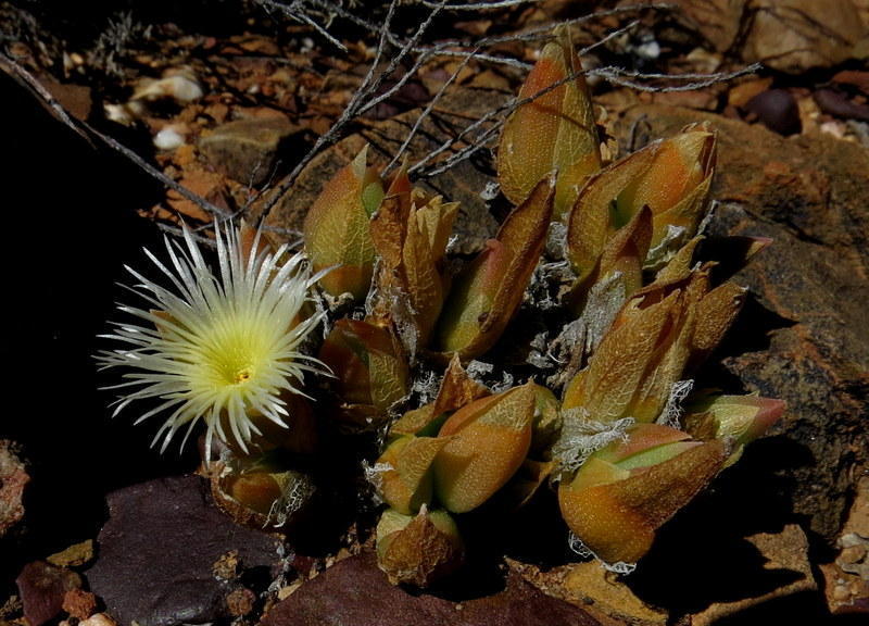 Stiff Skeletonfig from Anysberg Nature Reserve on October 3, 2014 by ...