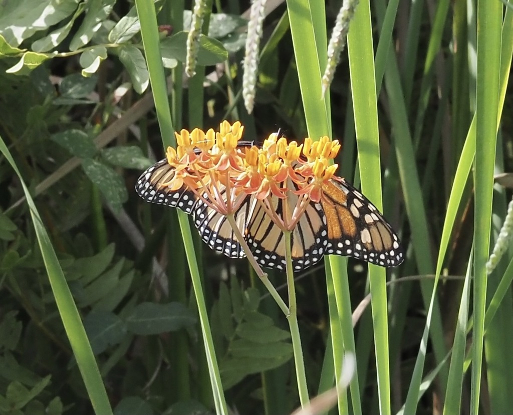 Monarch in September 2021 by Jim Brighton · iNaturalist