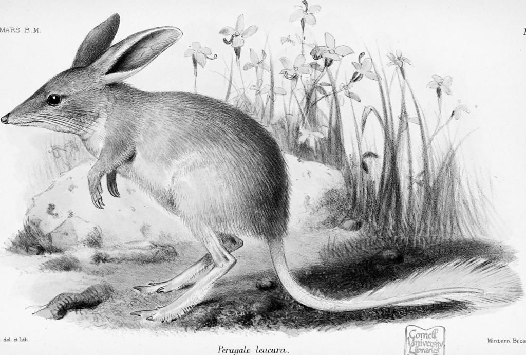 Lesser Bilby (Macrotis leucura) - Know Your Mammals